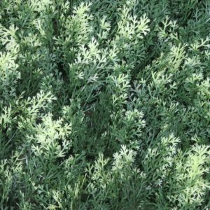 Artificial Hedge Wall Coverings | Artificial Hedge Screening Trellis ...